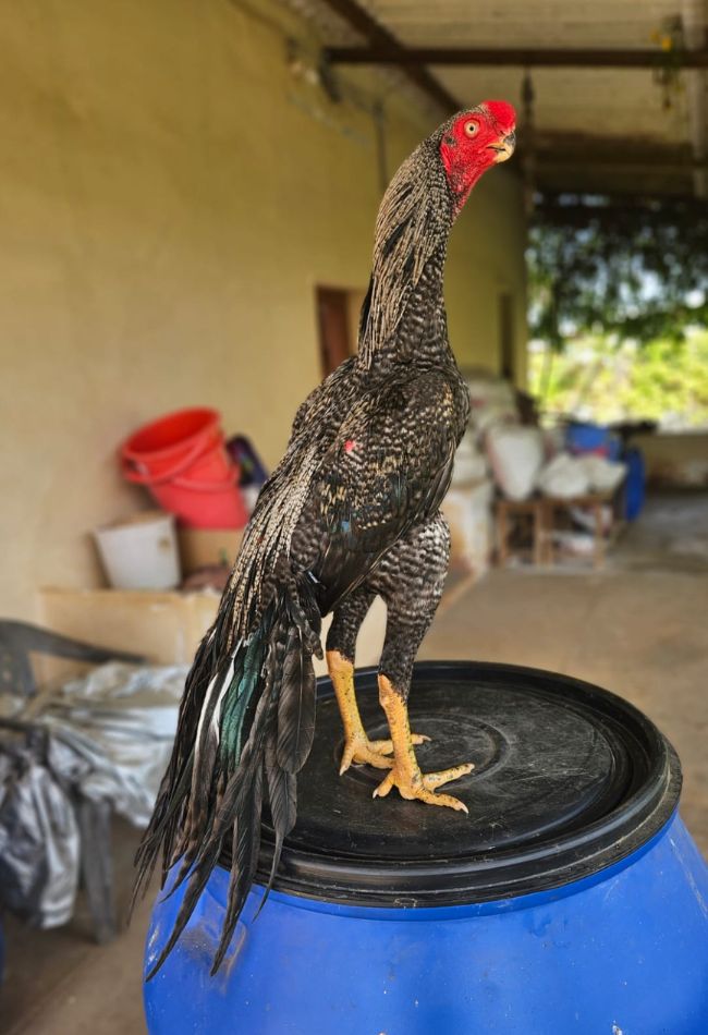 Parrot Beak Aseel: A Complete Guide to This Unique and Majestic Chicken ...